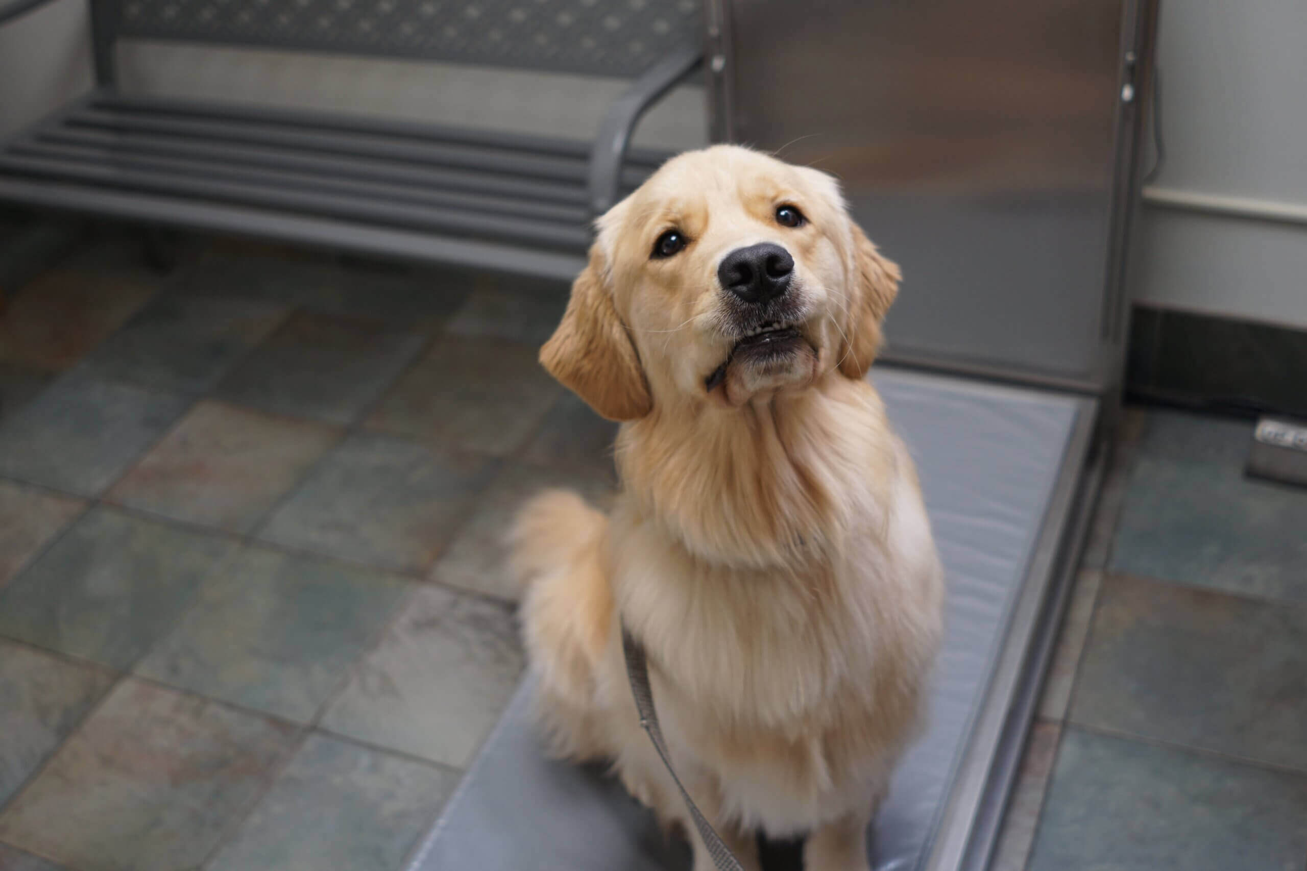 Understanding Anxiety in Pets and How to Combat It - Old Town Animal ...