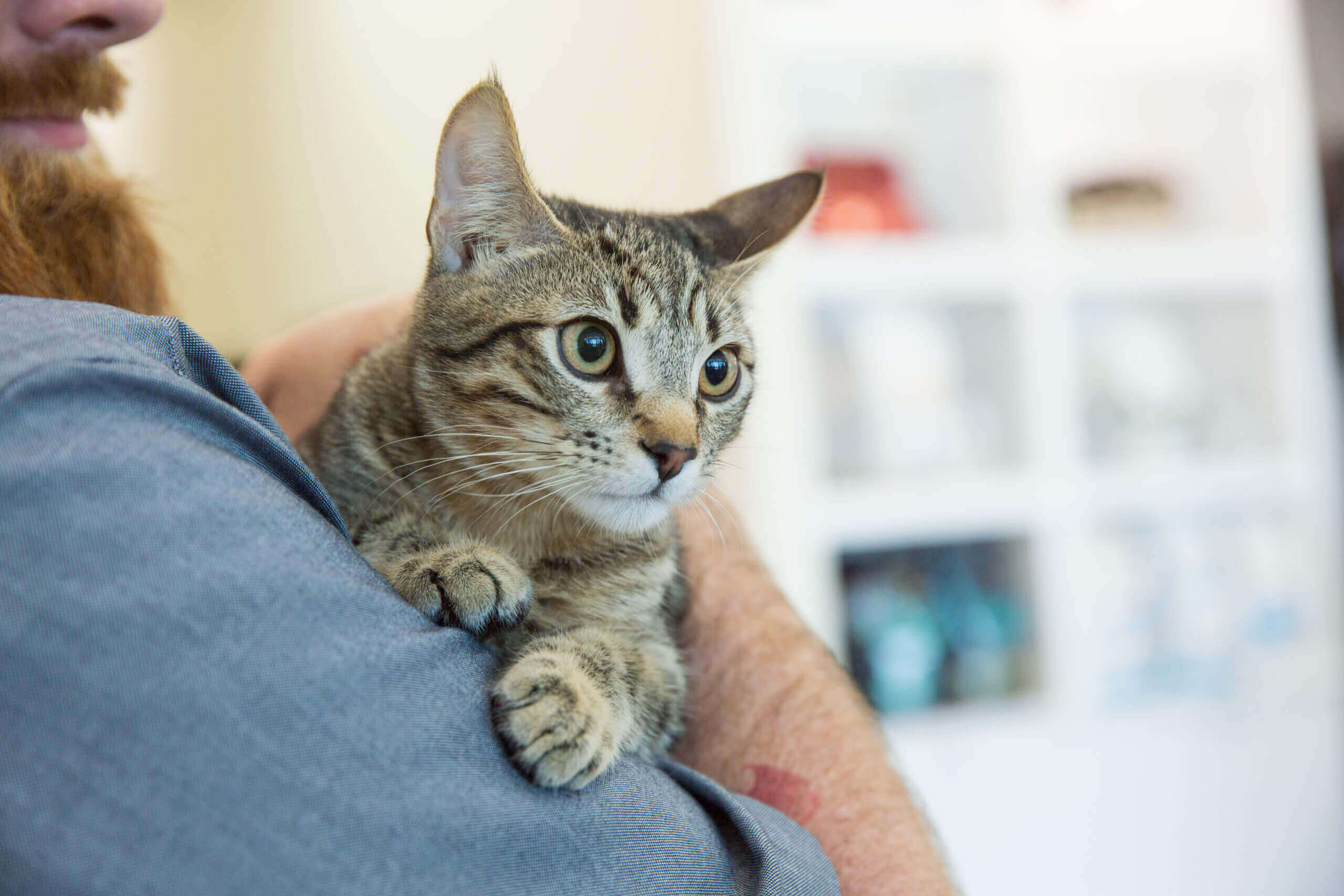 Payment Options - Old Town Animal Hospital